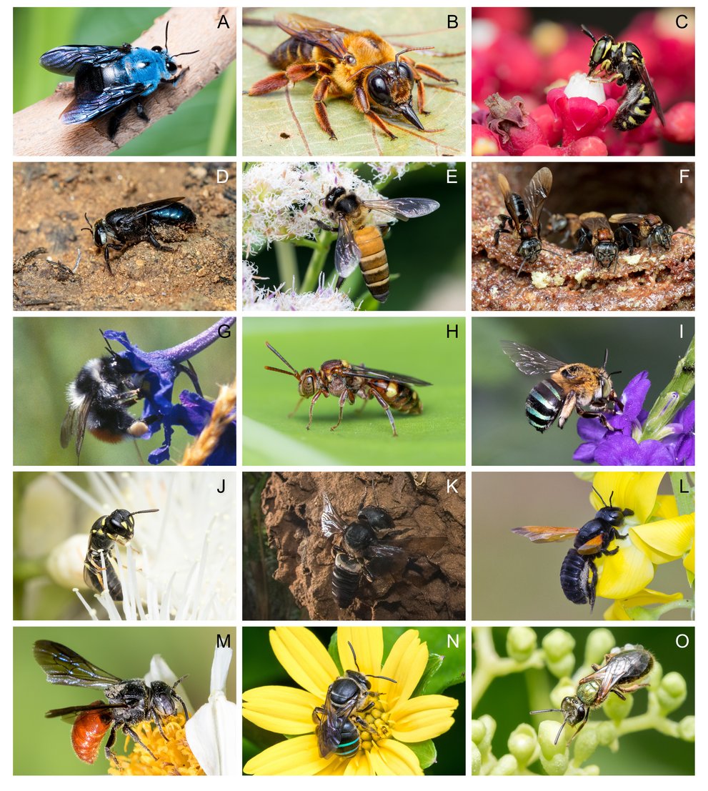 Bee diversity – you never stop learning! | Staatliches Museum für ...