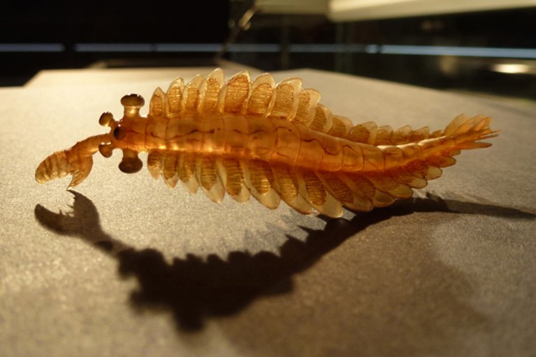 Dauerausstellungen - Staatliches Museum für Naturkunde Stuttgart