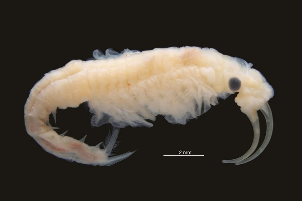 Some like it hot: A new freshwater crustacean from the hottest place on ...