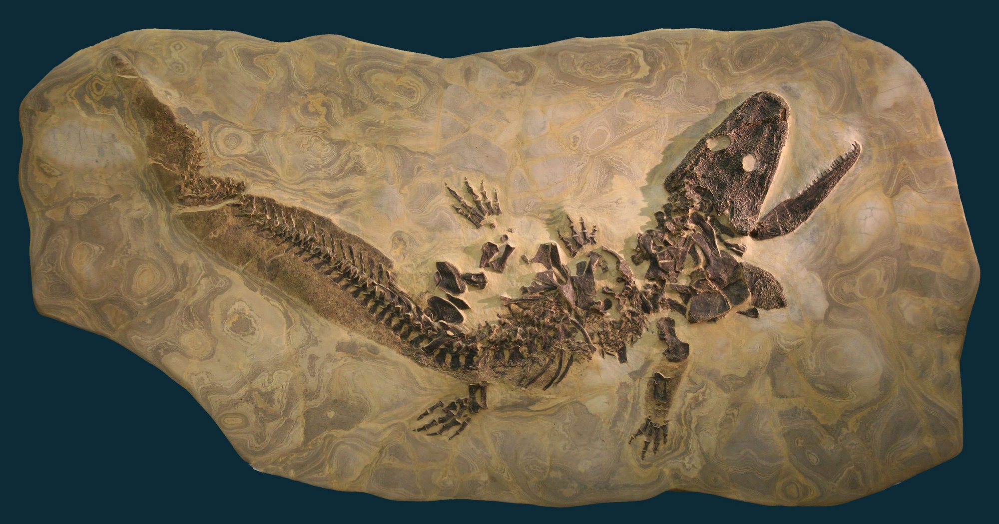 Research | Staatliches Museum für Naturkunde Stuttgart