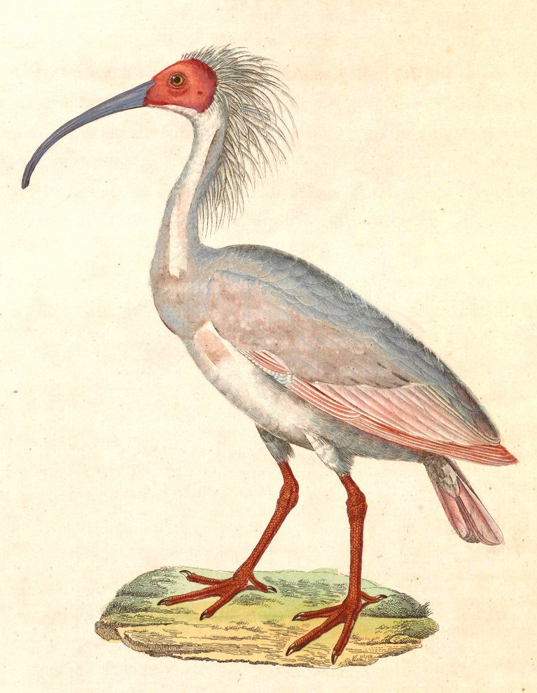 The genomic footprint of the crested ibis | Staatliches Museum für ...