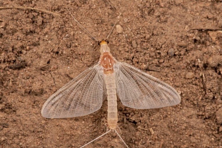 One fly does not make a summer: The mass flight of mayflies on the ...