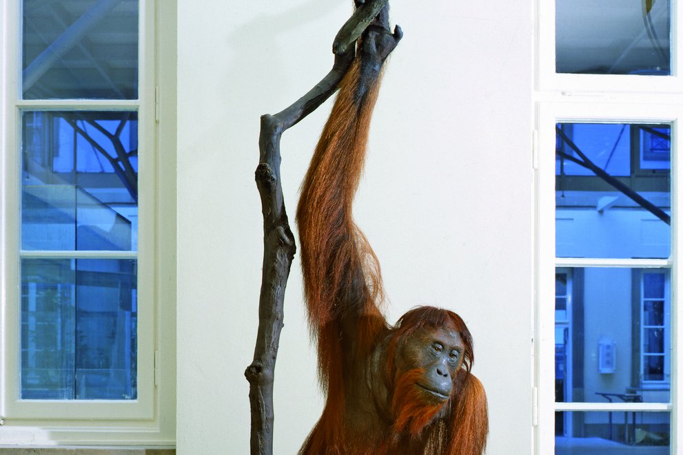 Permanent exhibition - Staatliches Museum für Naturkunde Stuttgart