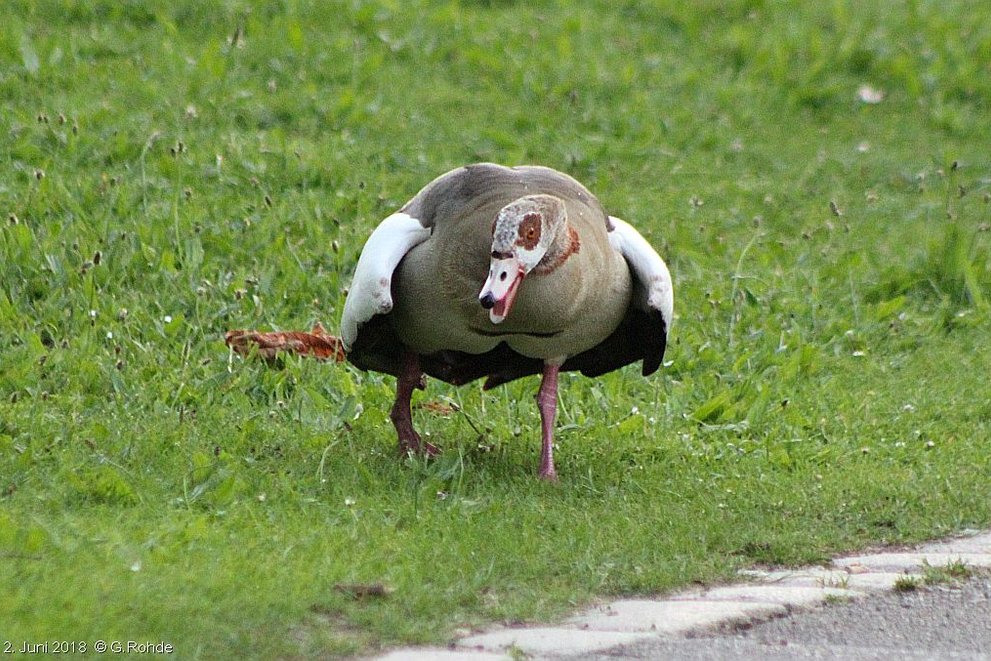 Nilgänse – Harmlose Neubürger oder aggressive Invasoren? | Staatliches ...