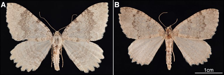 Genitals in science | Staatliches Museum für Naturkunde Stuttgart