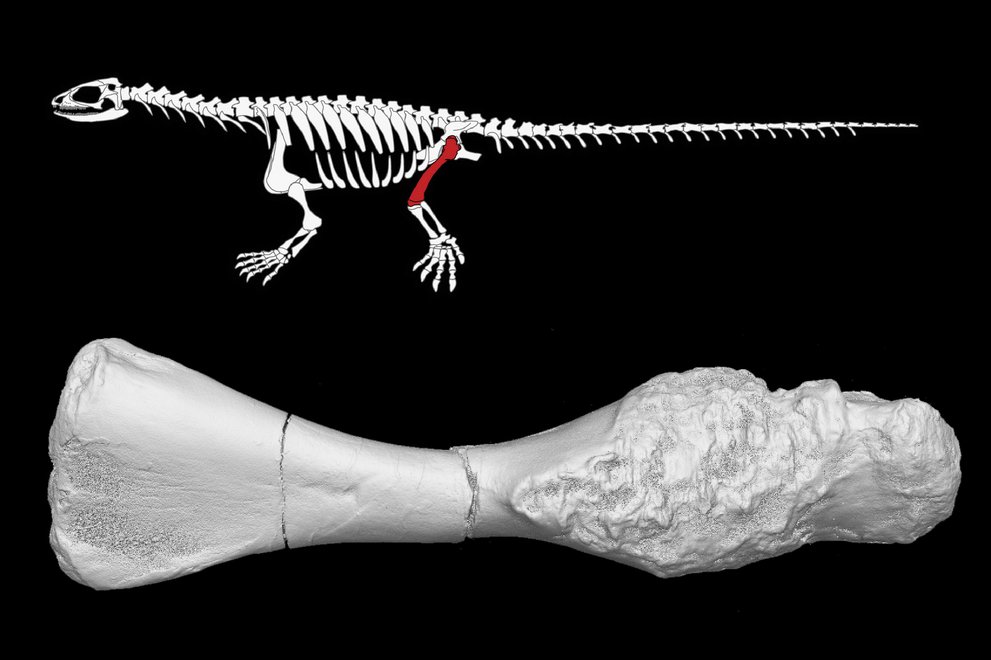 Paläopathologie Teil I: Krebs – ein uraltes Problem | Staatliches ...
