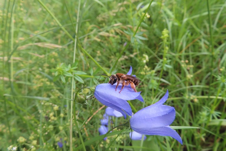 Biodiversität in Baden-Württemberg: Naturschutzgebiete sind wichtig für ...