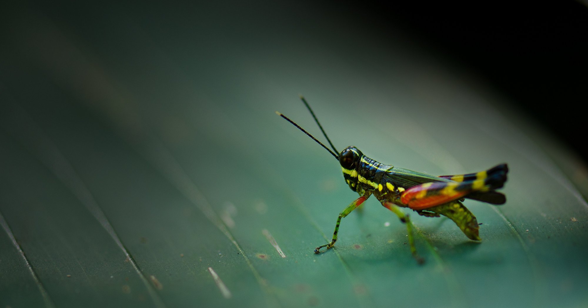 Entomology | State Museum of Natural History Stuttgart