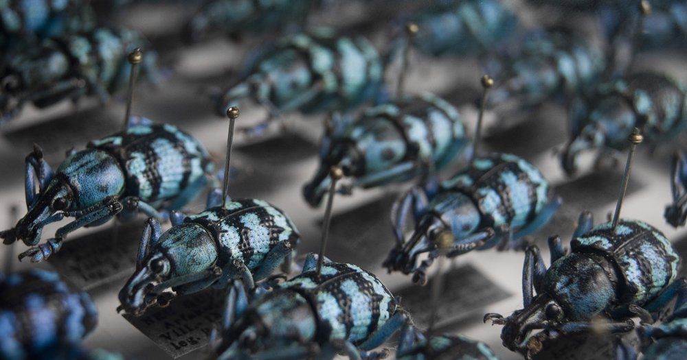 Entomology Collection | State Museum of Natural History Stuttgart