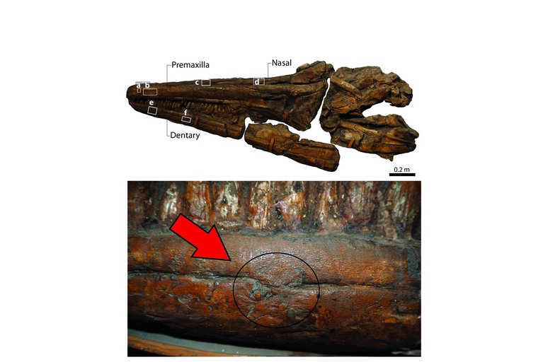 Palaeopathology part IV: What Death Can Teach Us About Life ...