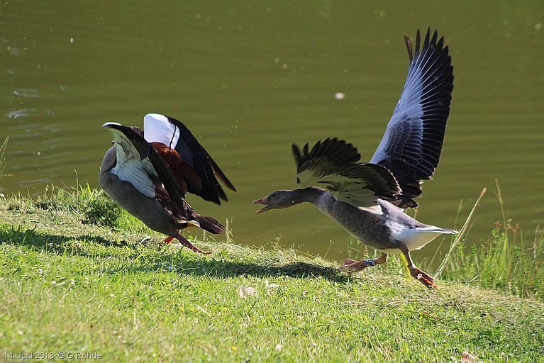 Nilgänse – Harmlose Neubürger oder aggressive Invasoren? | Staatliches ...