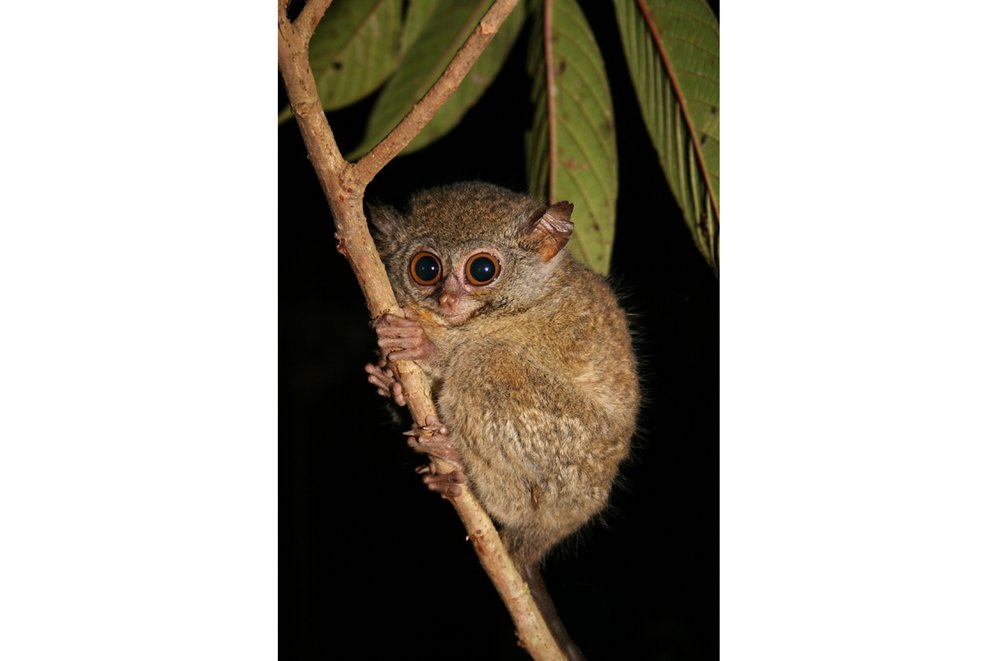 Die Wanderung der Kobolde | Staatliches Museum für Naturkunde Stuttgart
