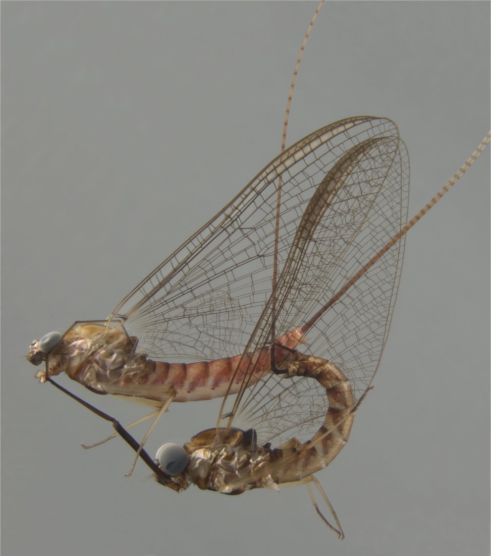 Better safe than sorry: the bizarre sex life of mayflies | Staatliches ...