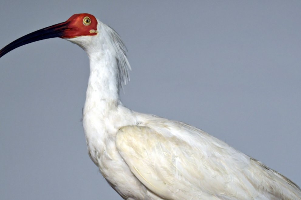 The genomic footprint of the crested ibis | Staatliches Museum für ...