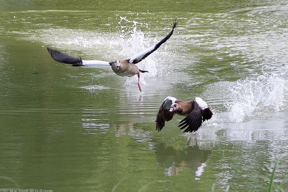 Nilgänse – Harmlose Neubürger oder aggressive Invasoren? | Staatliches ...