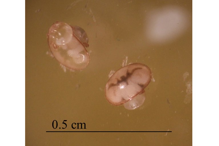 Wenn Füße riechen: Das Grubenorgan der männlichen Varroa-Milben ...