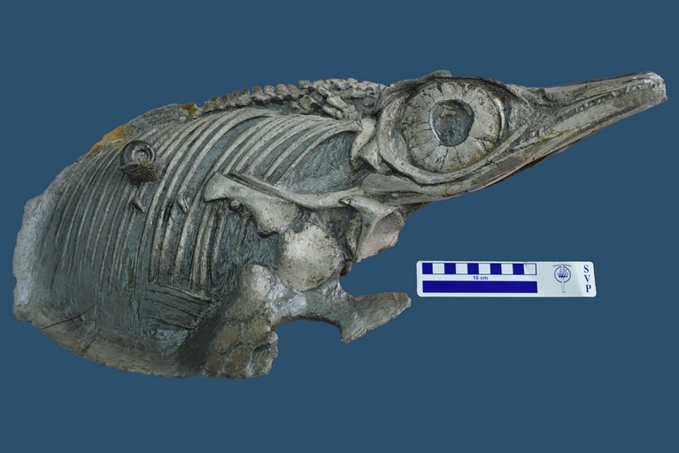 New Species of Ichthyosaur from Southwestern Germany | Staatliches ...