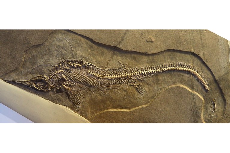 Paläopathologie Teil III: Trias vs. Jura | Staatliches Museum für ...