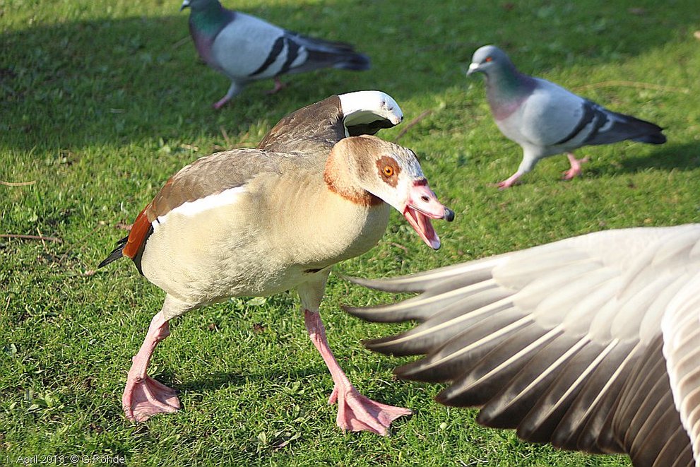 Nilgänse – Harmlose Neubürger oder aggressive Invasoren? | Staatliches ...