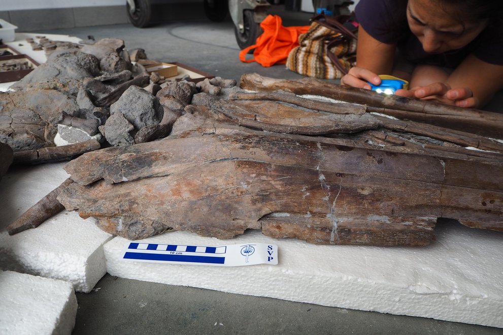 Palaeopathology part III: Triassic vs. Jurassic | Staatliches Museum für Naturkunde Stuttgart