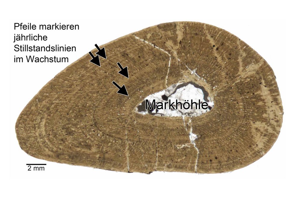 Was uns Knochen erzählen | Staatliches Museum für Naturkunde Stuttgart