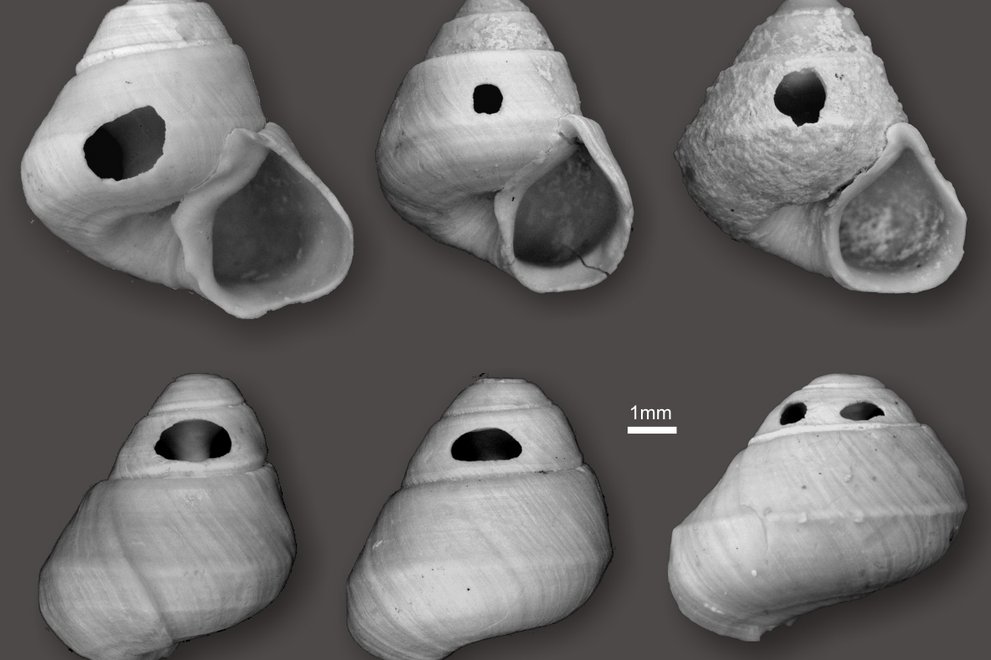 Gesucht: Der Schneckenmörder! | Staatliches Museum für Naturkunde Stuttgart