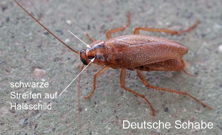 Schaben zu Hause: The good, the bad and the ugly! | Staatliches Museum ...
