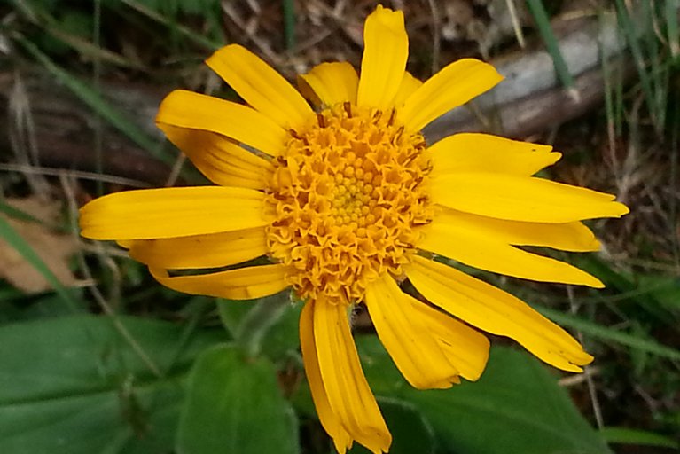 Sag mir wo die Blumen sind | Staatliches Museum für Naturkunde Stuttgart